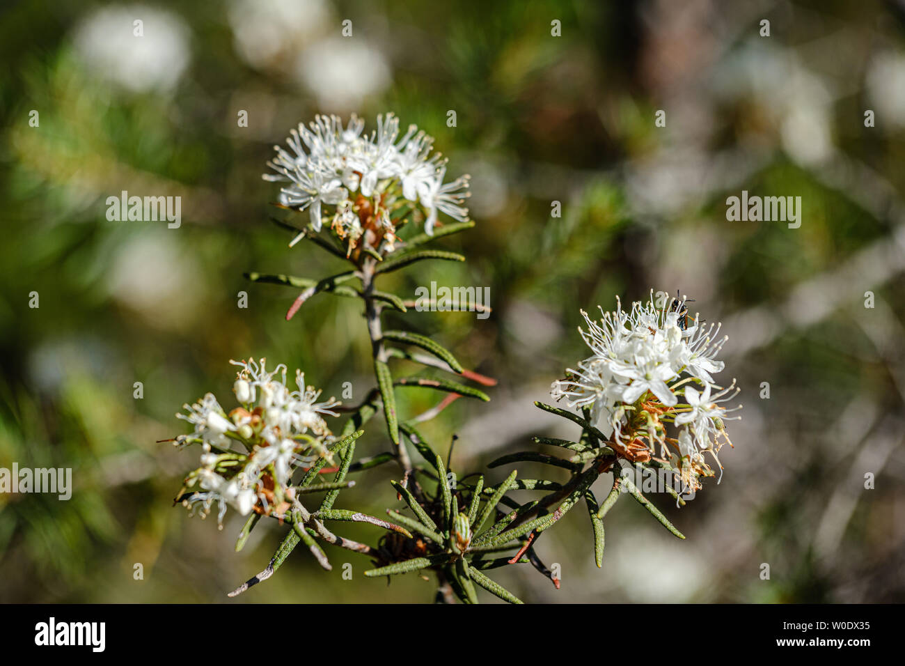 blooming flowers of wild marsh labrador in forest with blur background ...