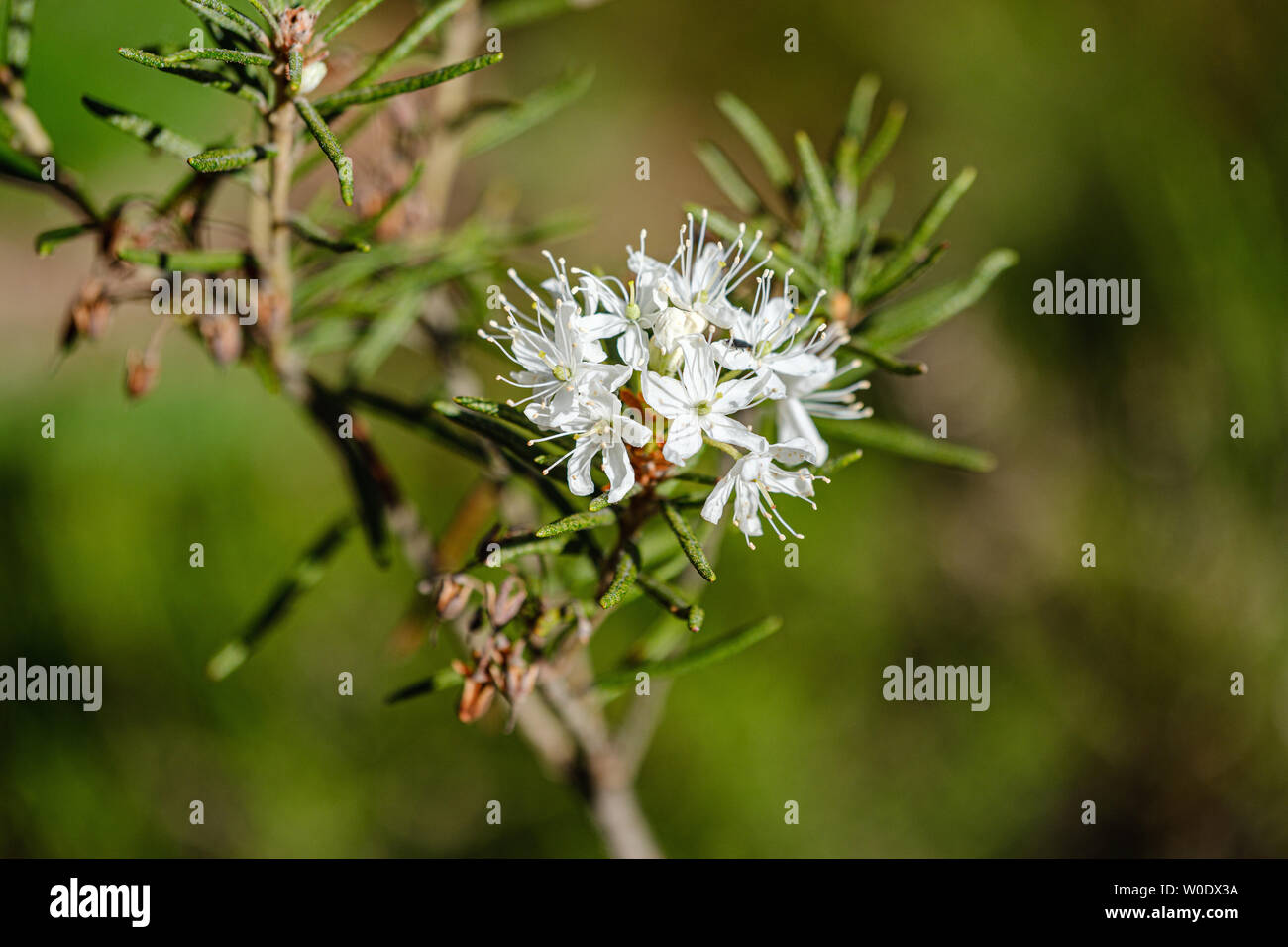 blooming flowers of wild marsh labrador in forest with blur background ...