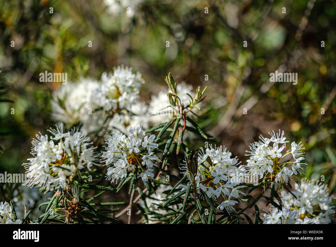 blooming flowers of wild marsh labrador in forest with blur background ...