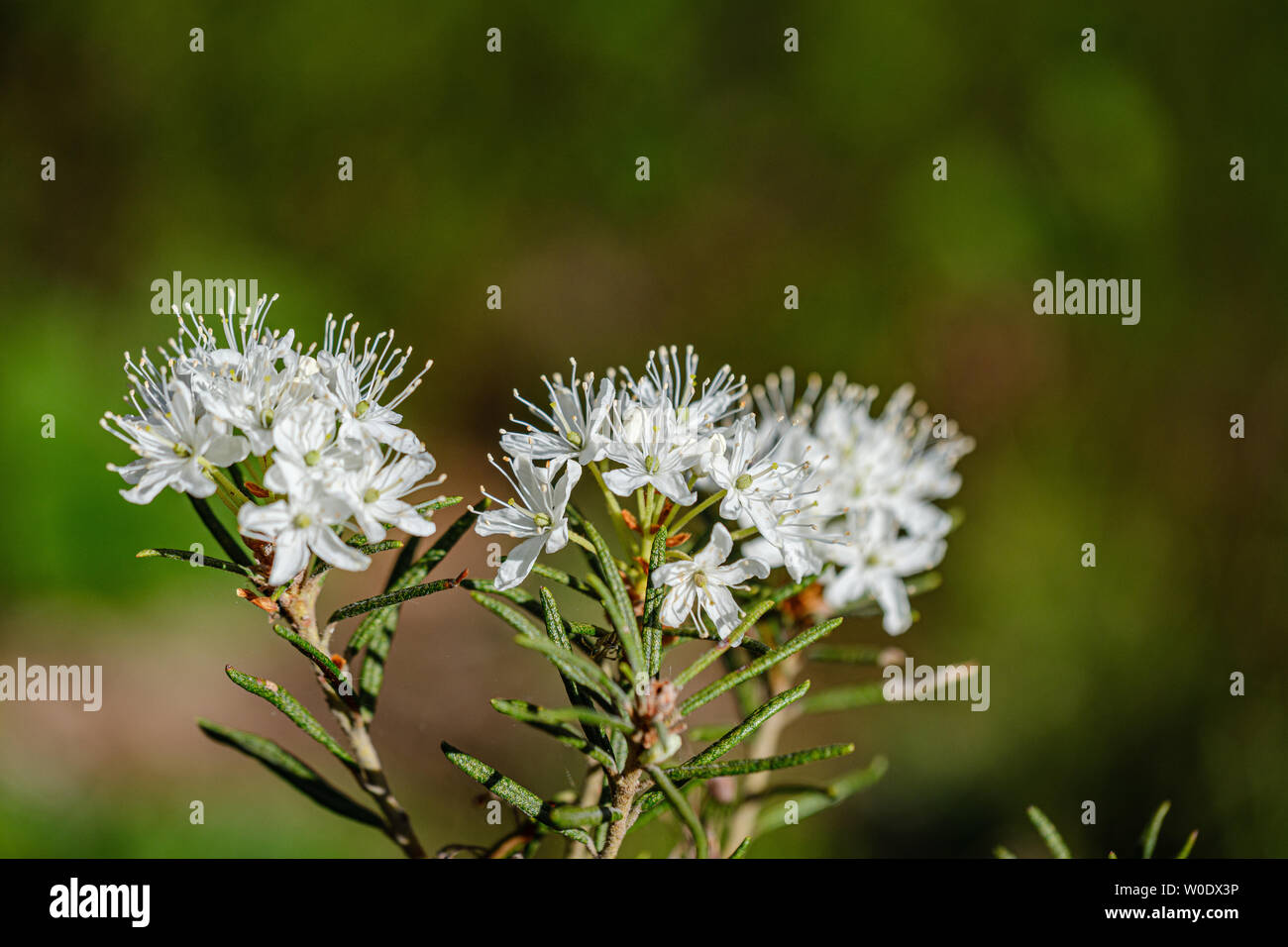blooming flowers of wild marsh labrador in forest with blur background ...