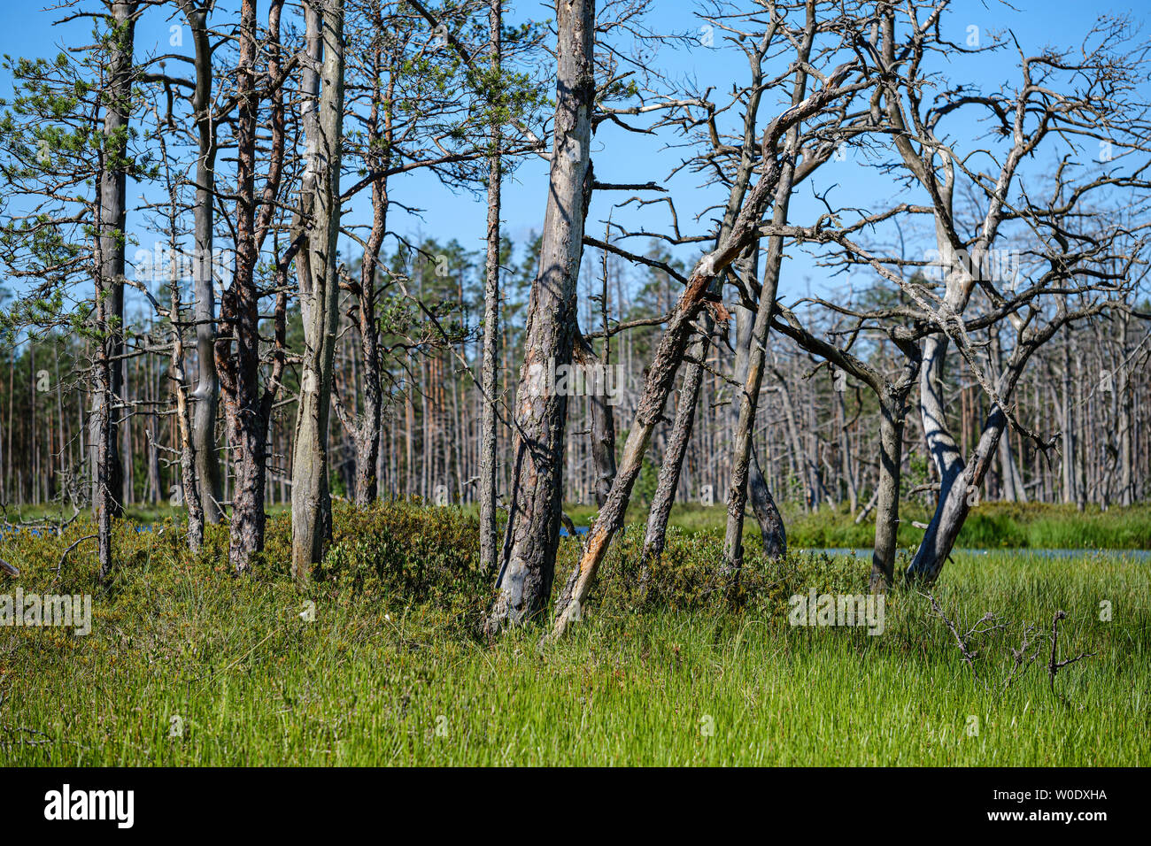 old dry pine tree trunks standing in the shore of peatland lake in ...