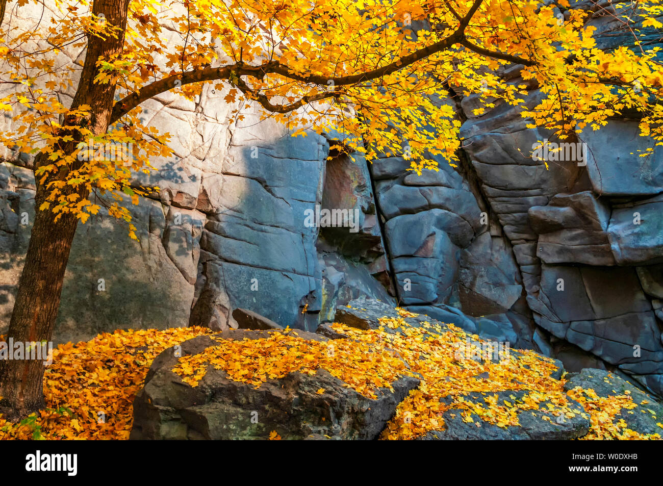 Magic autumn scene with fallen red and yellow leaves, rocks and stones ...