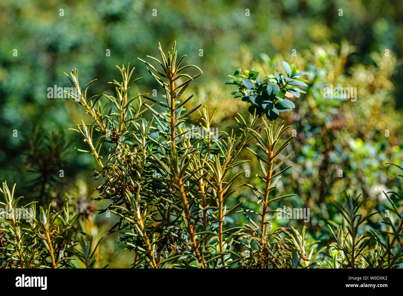 wild marsh labrador in forest with blur background in summer Stock ...