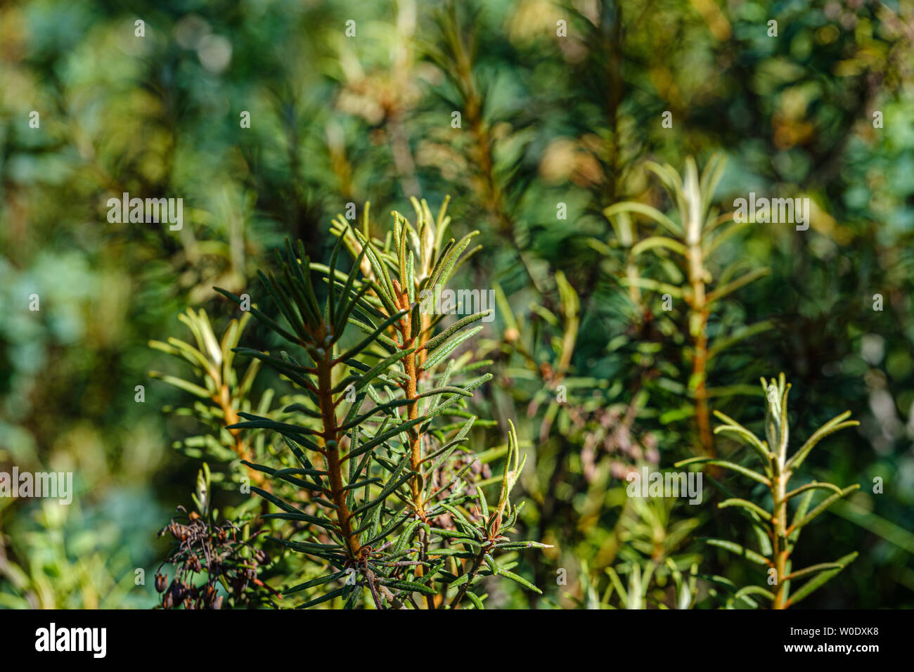 wild marsh labrador in forest with blur background in summer Stock ...