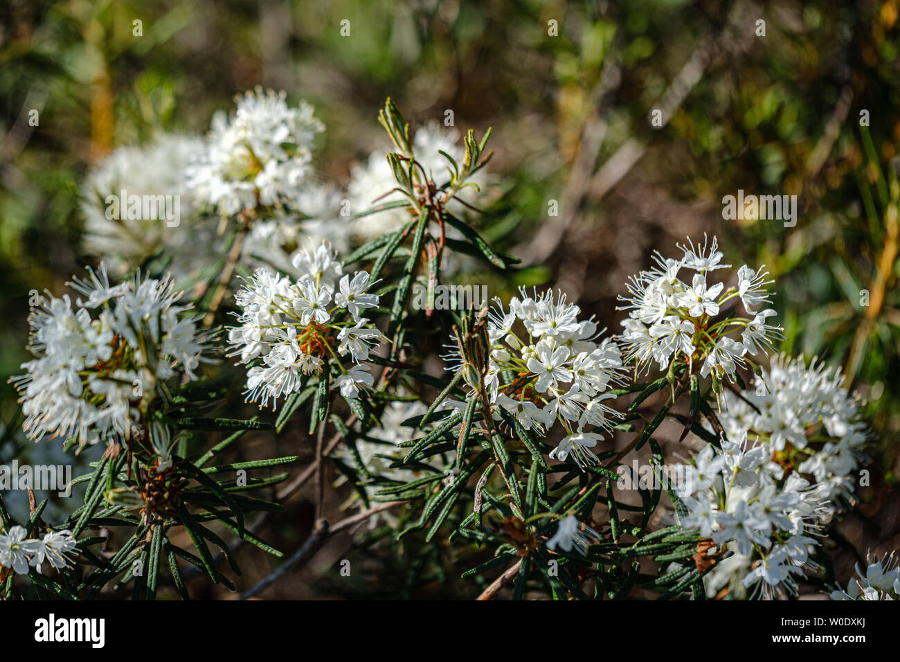 blooming flowers of wild marsh labrador in forest with blur background ...