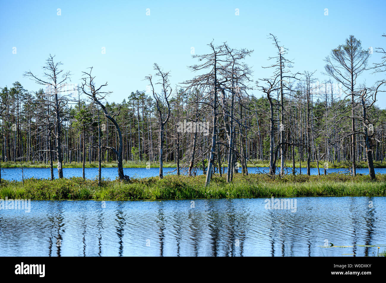 old dry pine tree trunks standing in the shore of peatland lake in ...