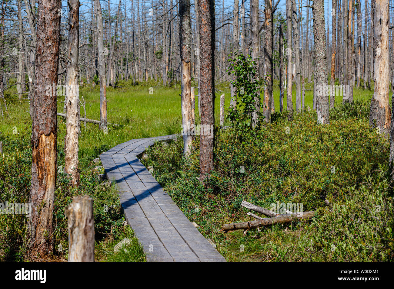 old dry pine tree trunks standing in the shore of peatland lake in ...