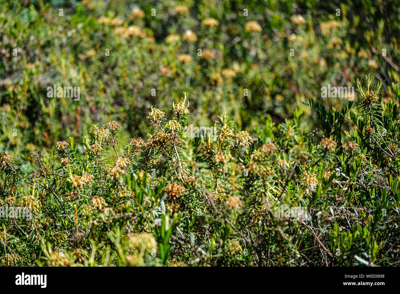 wild marsh labrador in forest with blur background in summer Stock ...
