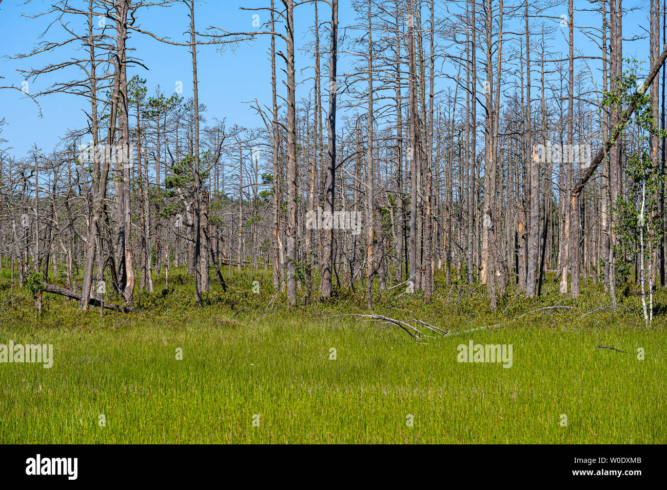 old dry pine tree trunks standing in the shore of peatland lake in ...
