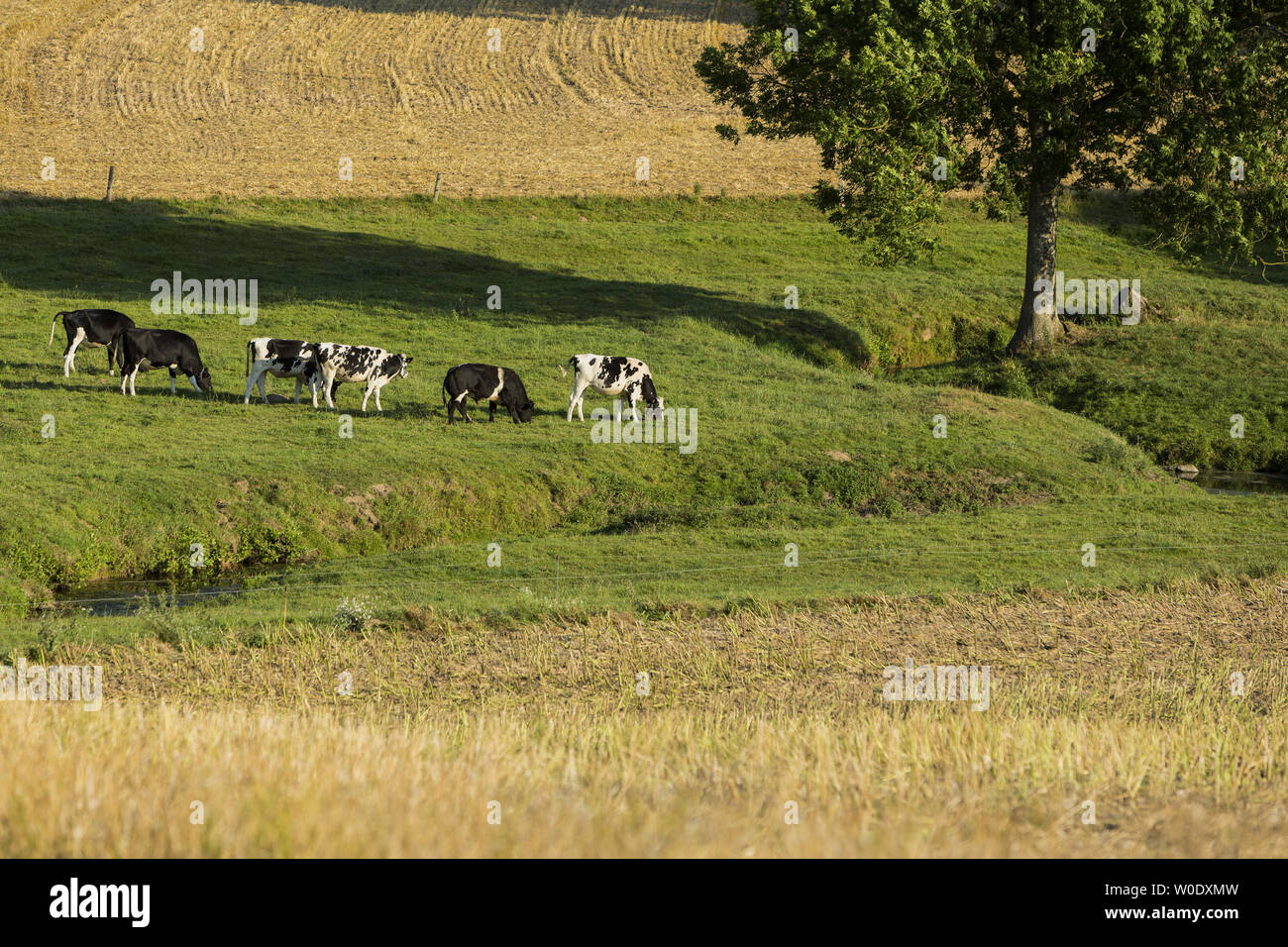 Normandie cows hi-res stock photography and images - Alamy