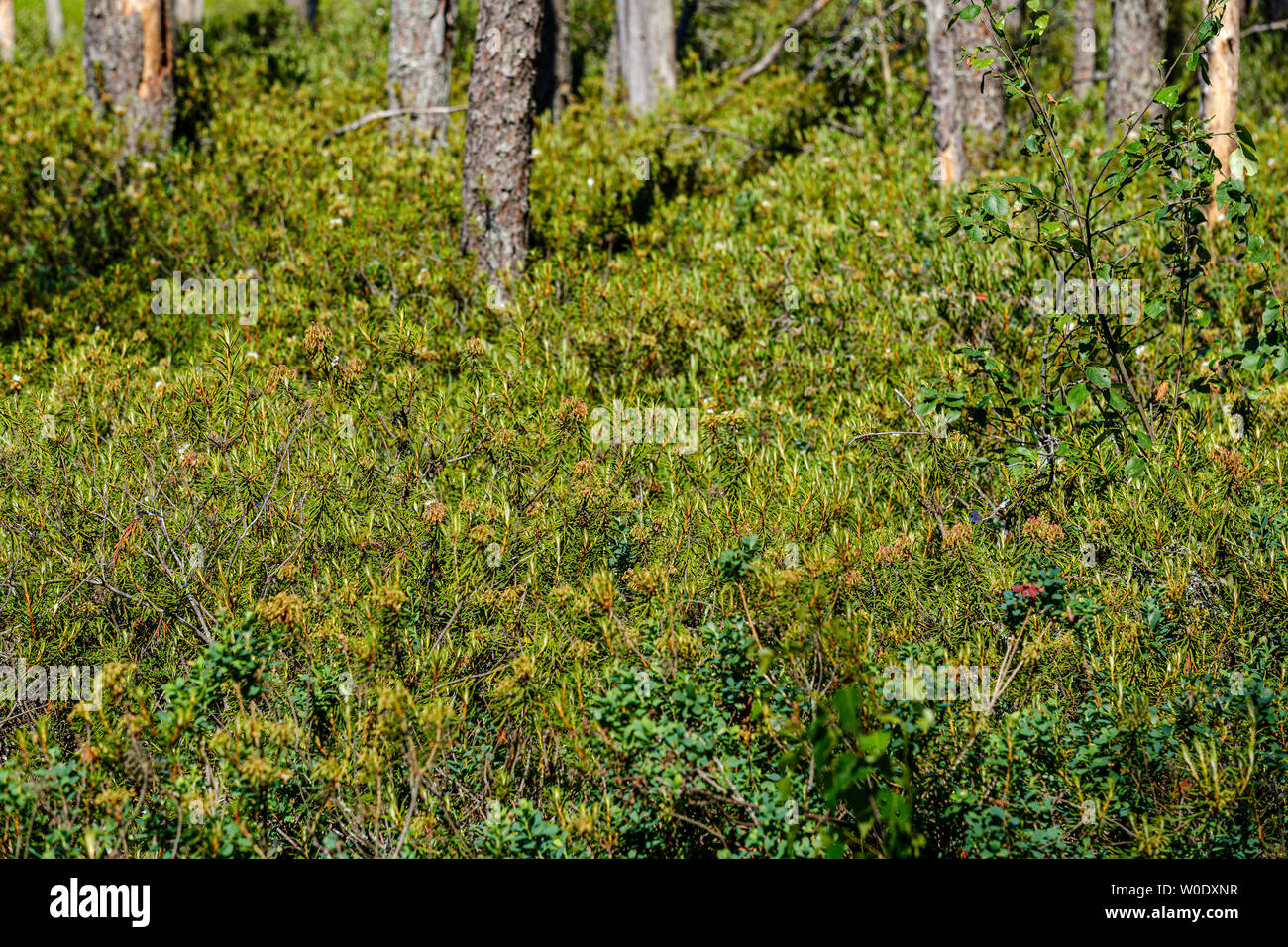 wild marsh labrador in forest with blur background in summer Stock ...