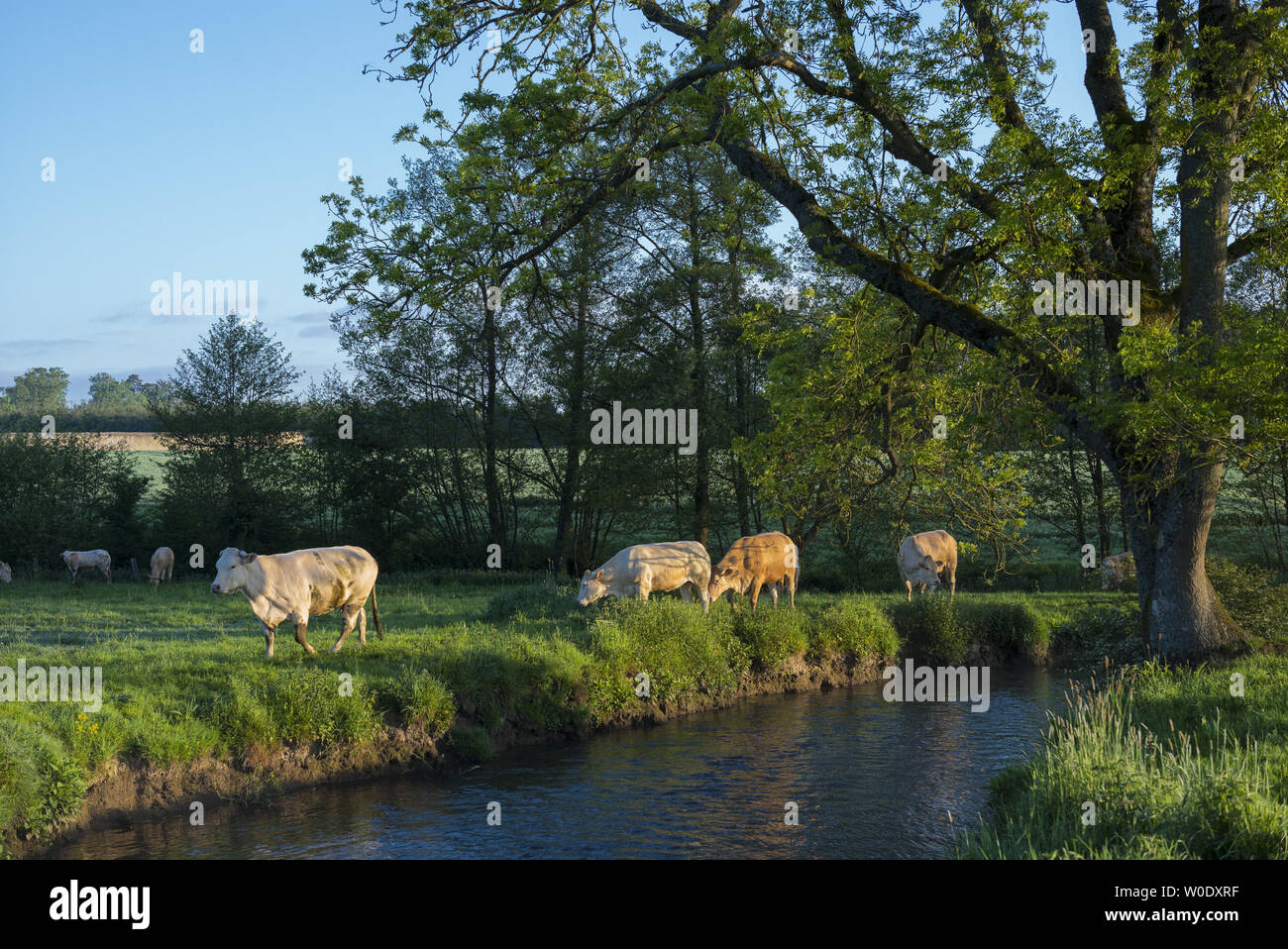 Basic Cow High Resolution Stock Photography and Images - Alamy