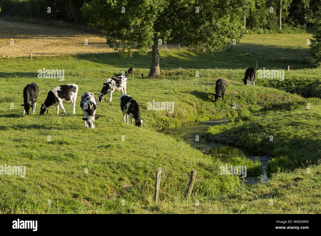 Green medow hi-res stock photography and images - Alamy