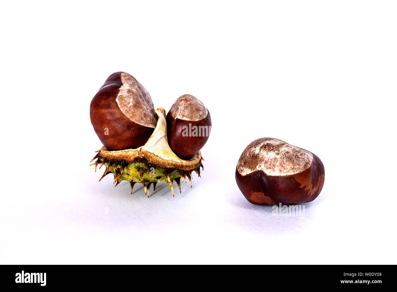 Three chestnuts on a white background Stock Photo - Alamy