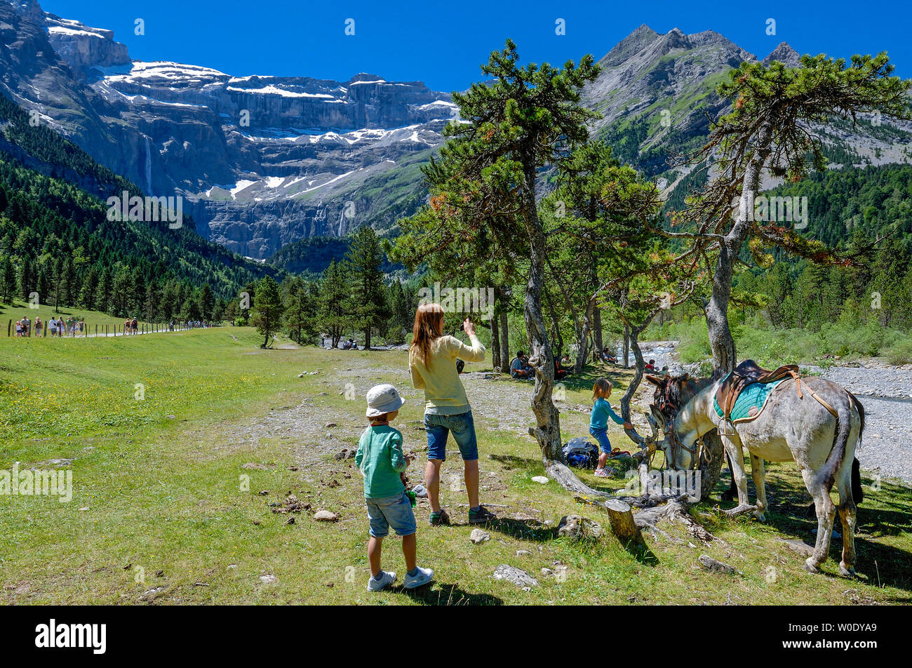 Pyrenees National Park, Hautes-Pyrenees, donkey ride in the Cirque de ...
