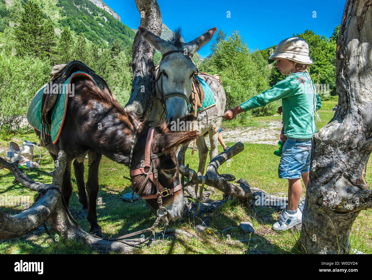 Pyrenees National Park, Hautes-Pyrenees, donkey ride in the Cirque de ...