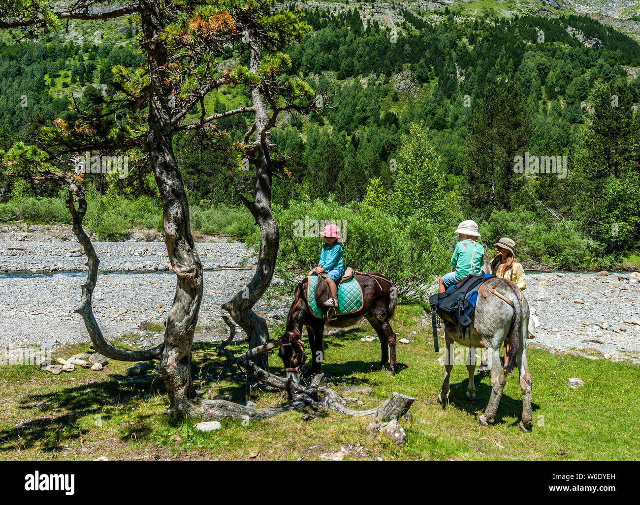 Pyrenees National Park, Hautes-Pyrenees, donkey ride in the Cirque de ...