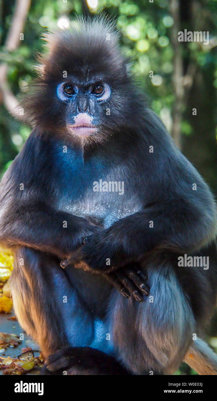 South Africa, Western Cape province, Garden Route, Nature's Valley ...