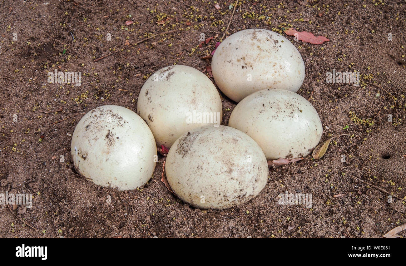 Ostrich egg africa hi-res stock photography and images - Alamy