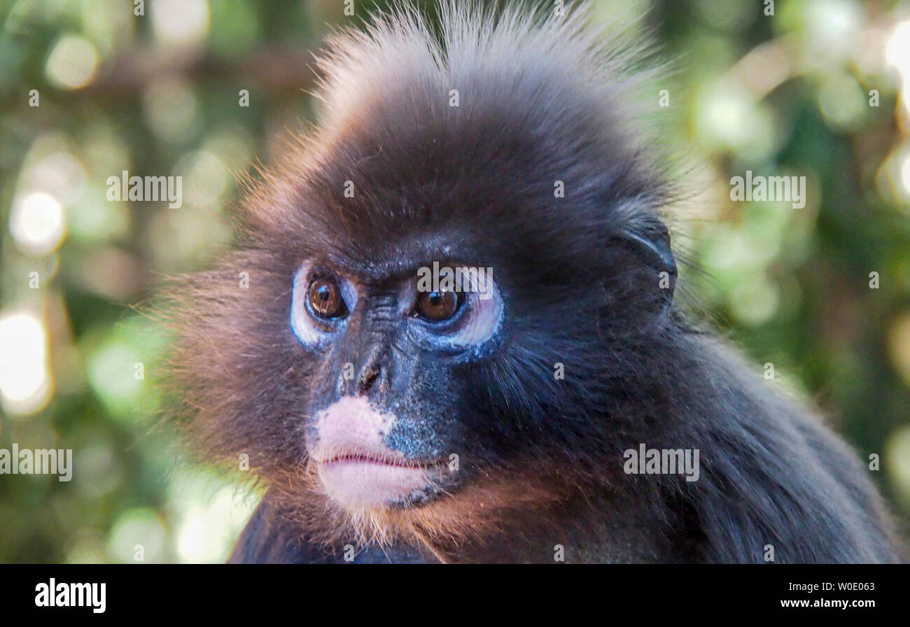 Anatomy of monkey hi-res stock photography and images - Alamy