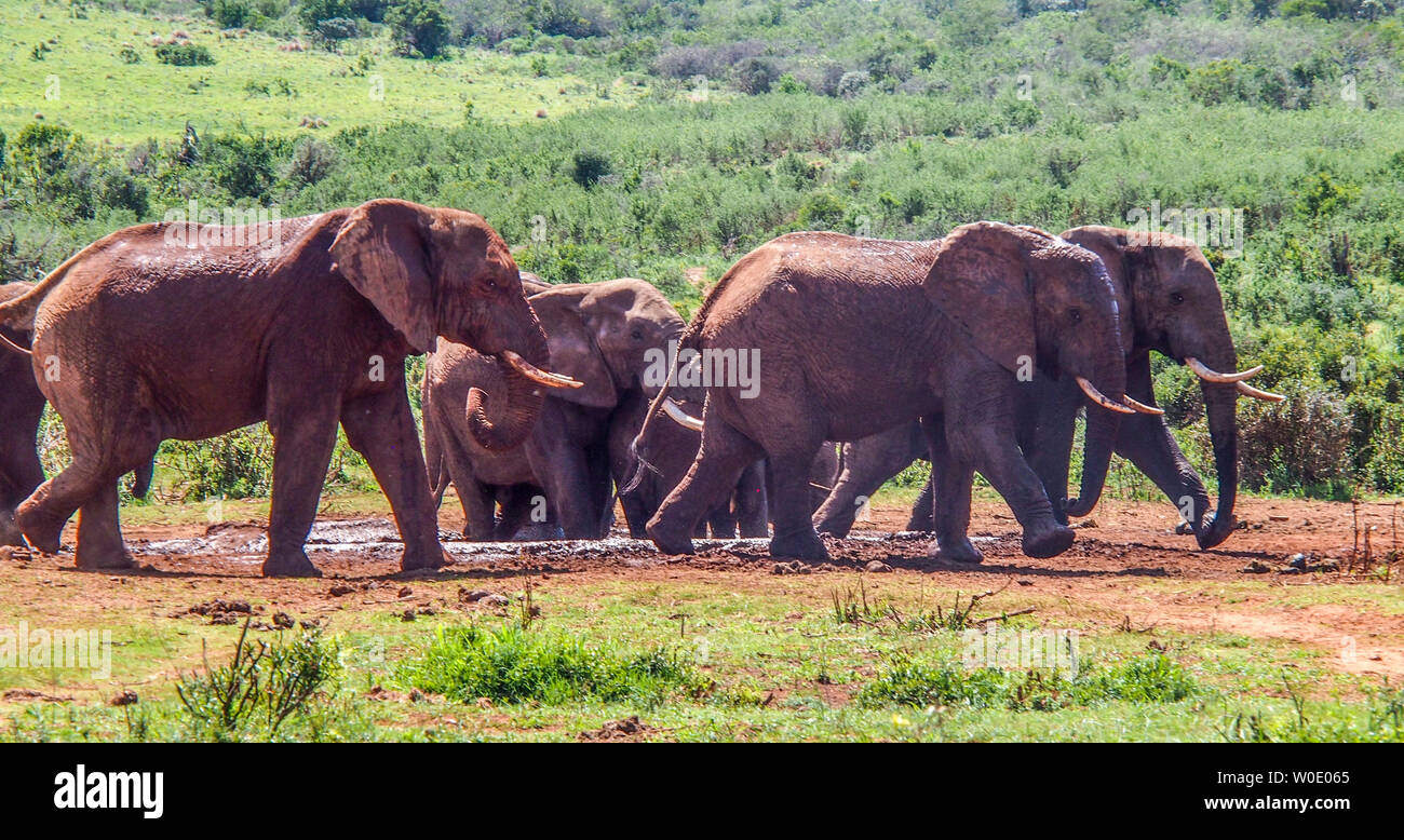 South Africa, Eastern Cape province, Addo Elephant National Park, herd ...