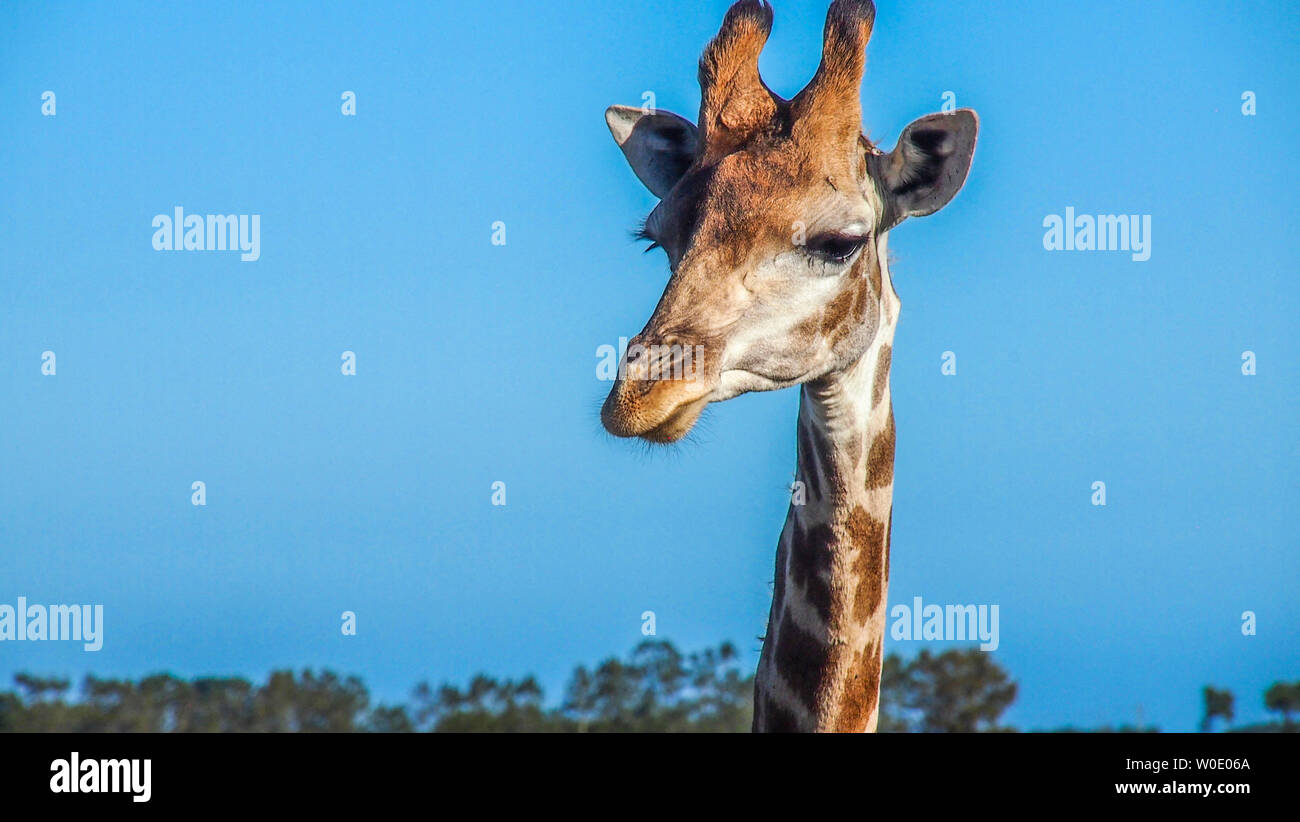 Giraffe anatomy hi-res stock photography and images - Alamy