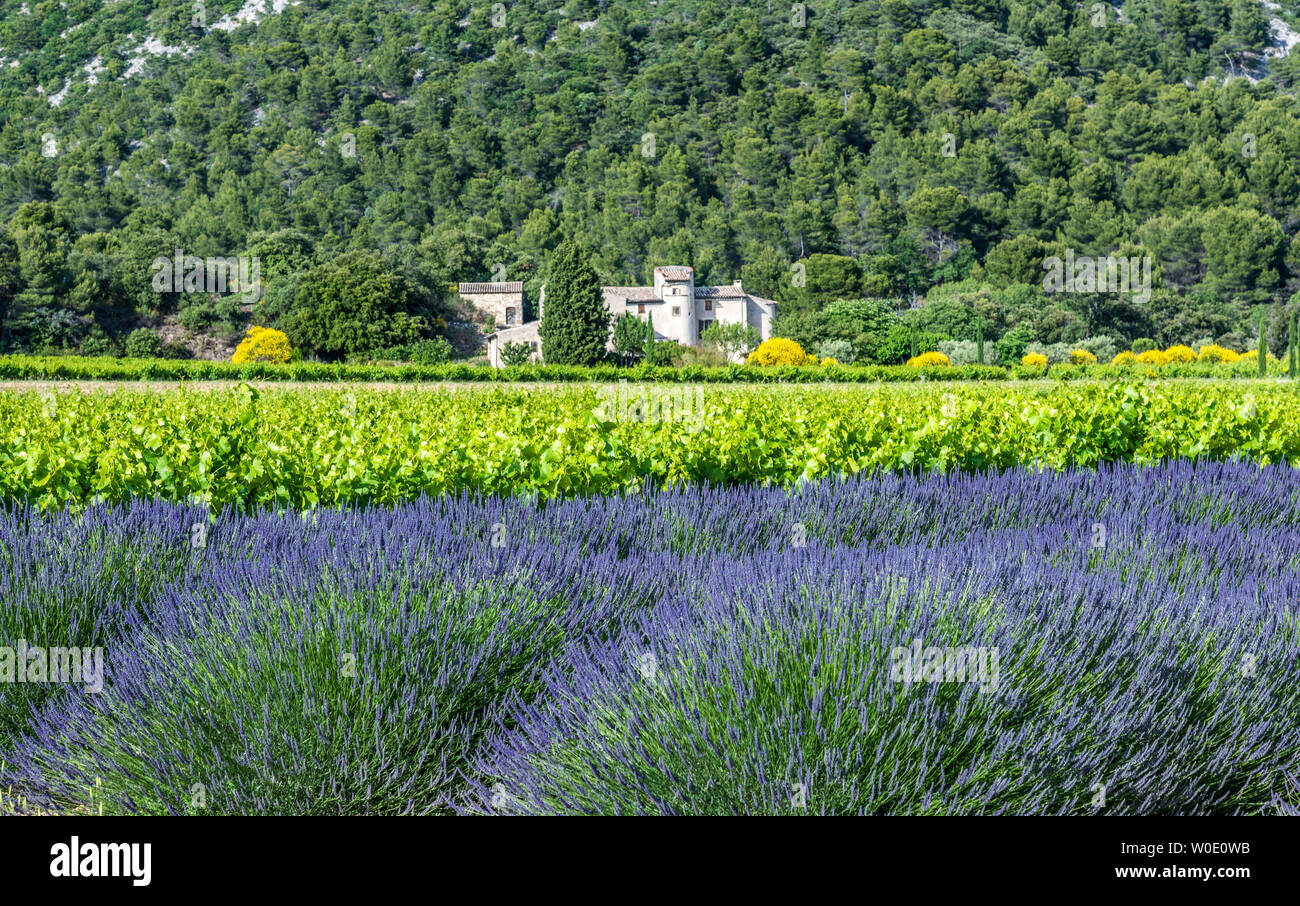 France, Drome, Regional Park of Baronnies provencales, Venterol (next ...