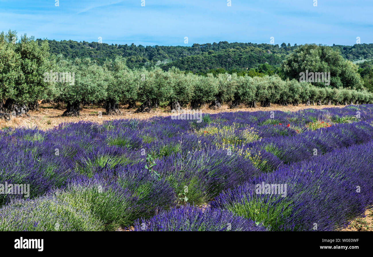France, Drome, Regional Park of Baronnies provencales, Venterol (next ...