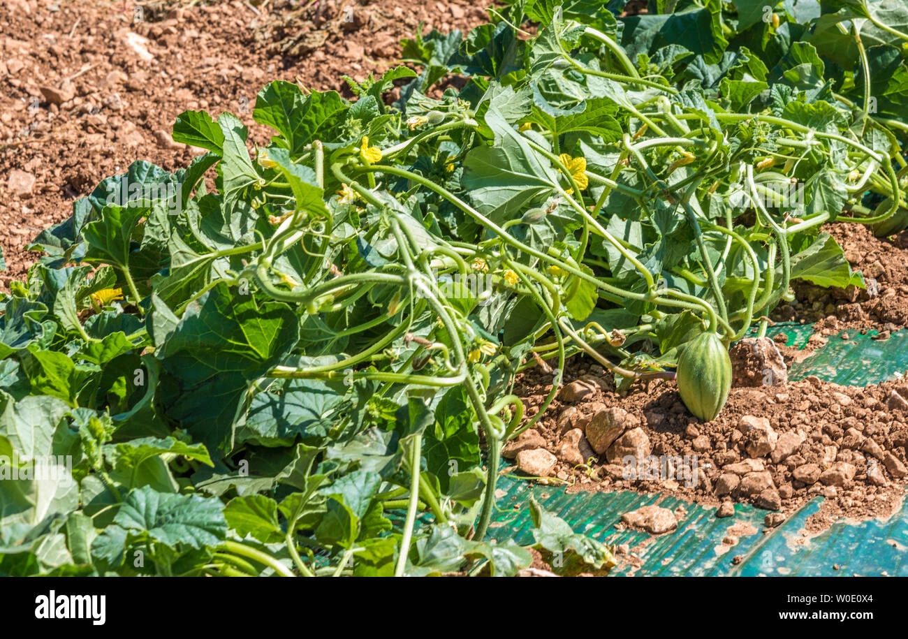 The food of france hi-res stock photography and images - Alamy
