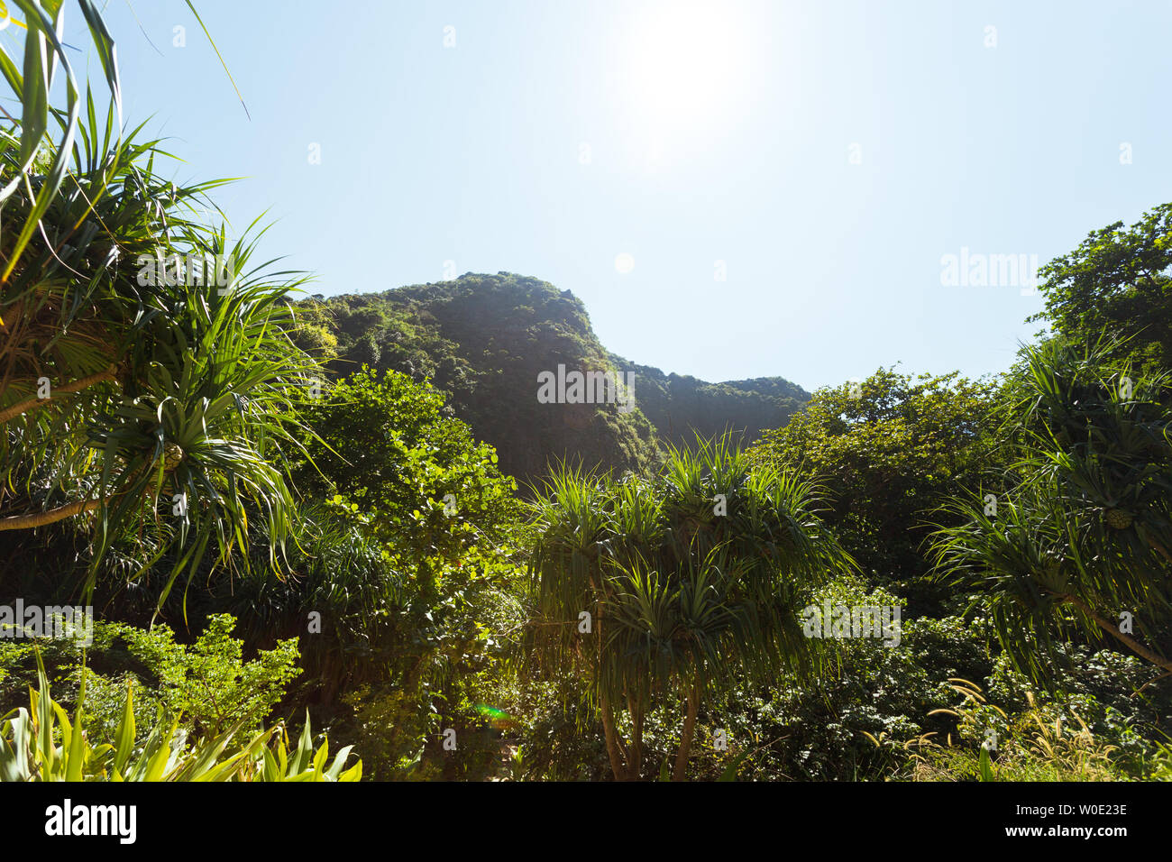 Tropical forest, trees Stock Photo - Alamy