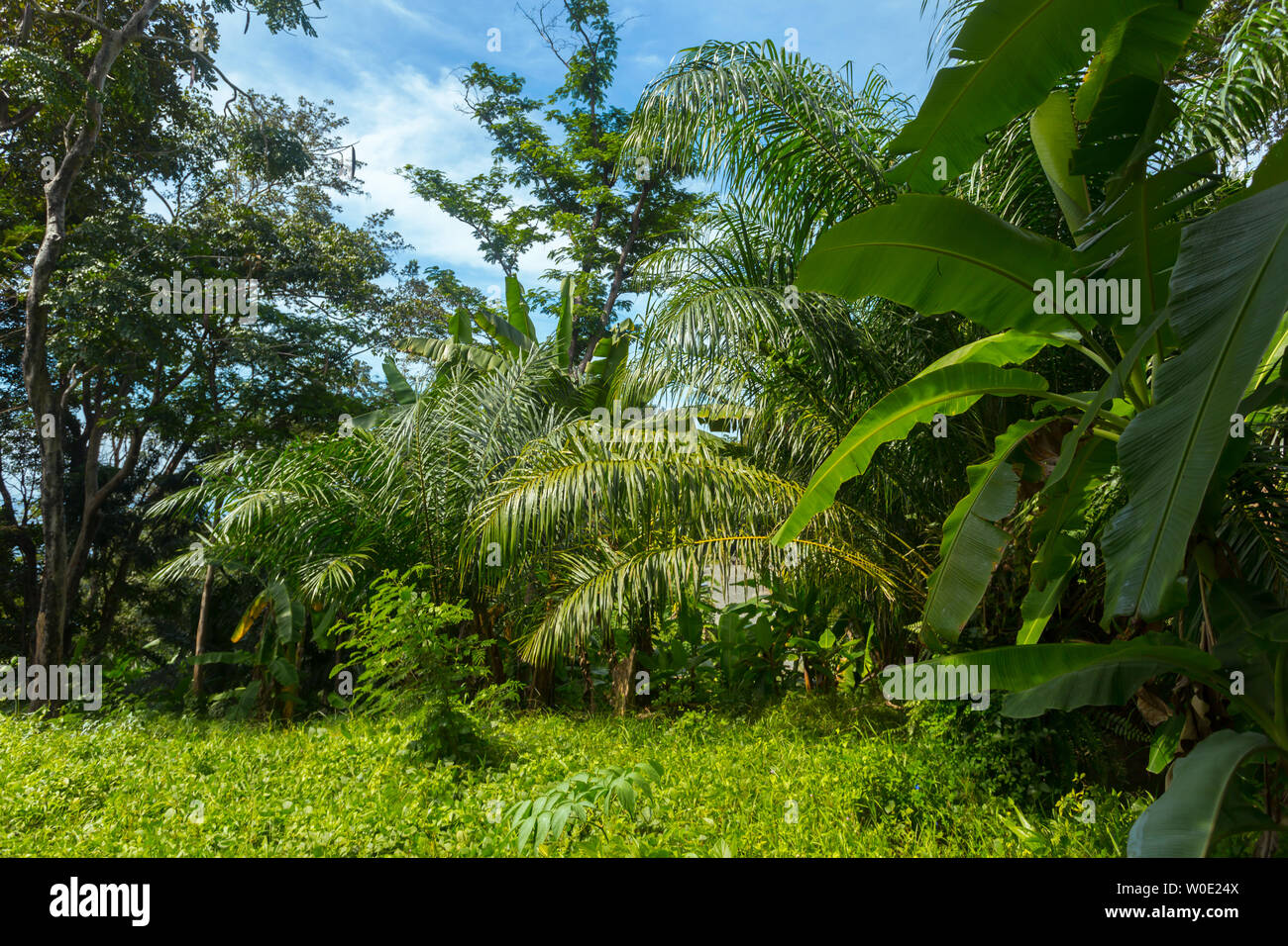 Tropical forest, trees Stock Photo - Alamy
