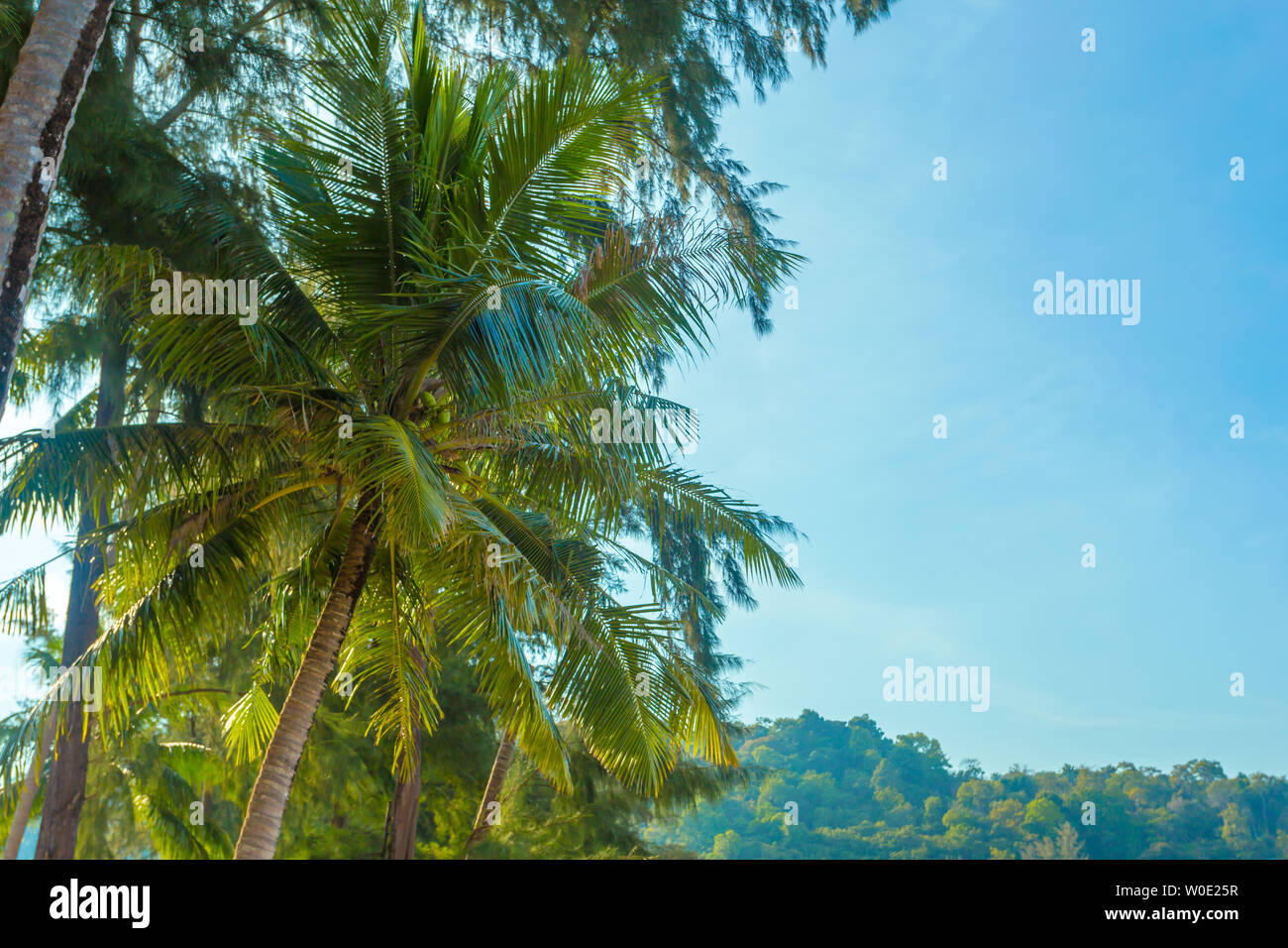 Tropical trees background concept Stock Photo - Alamy