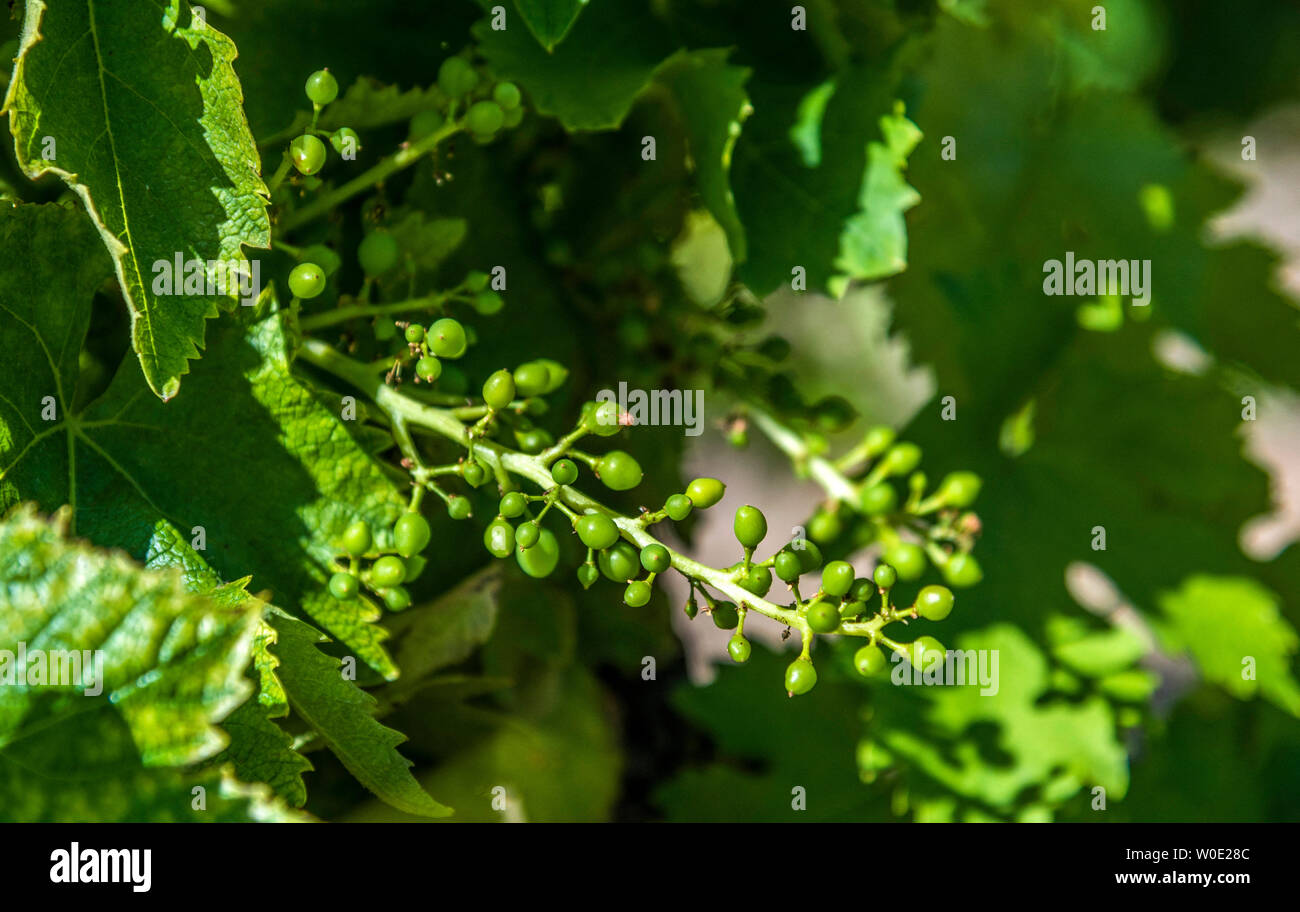 France, Vaucluse, Venasque, grape inflorescence Stock Photo - Alamy