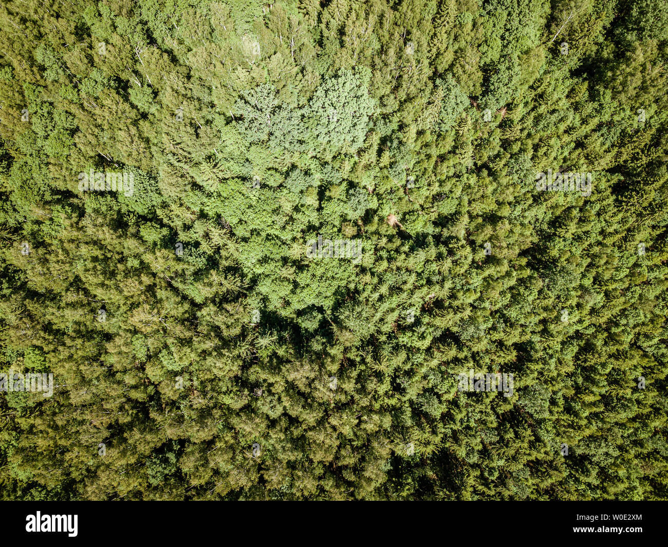 endless green forest from drone aerial image in summer. birds eye view ...