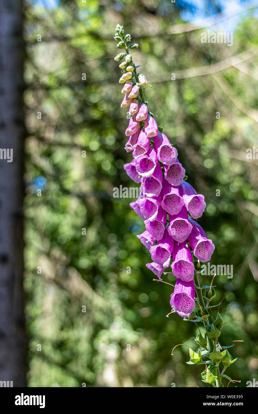 Flowering red foxglove digitalis hi-res stock photography and images ...