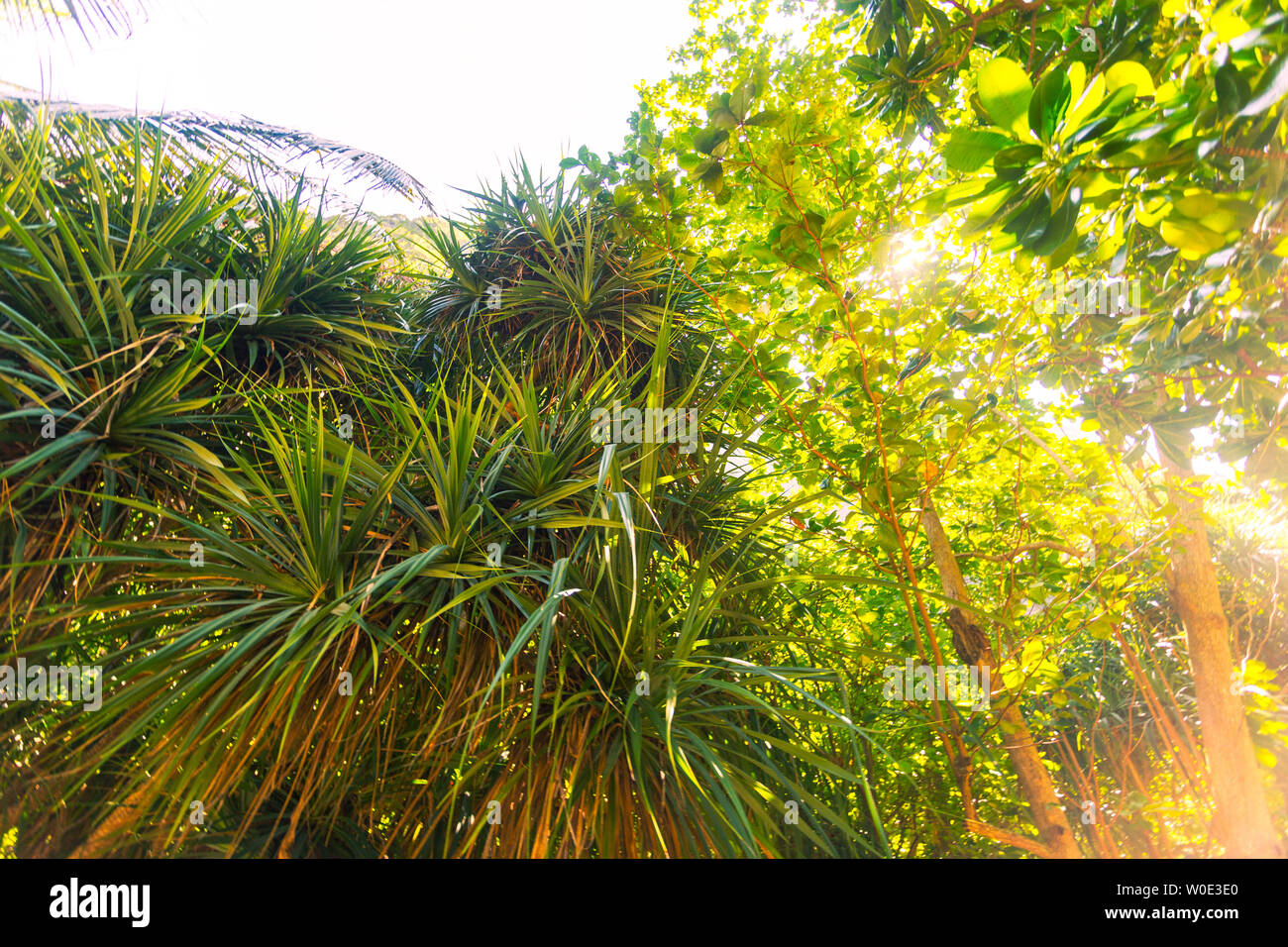 Tropical trees background concept Stock Photo - Alamy