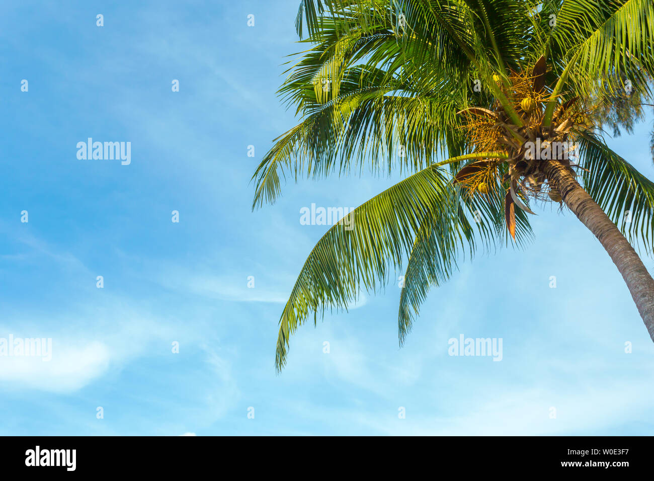 Tropical trees background concept Stock Photo - Alamy