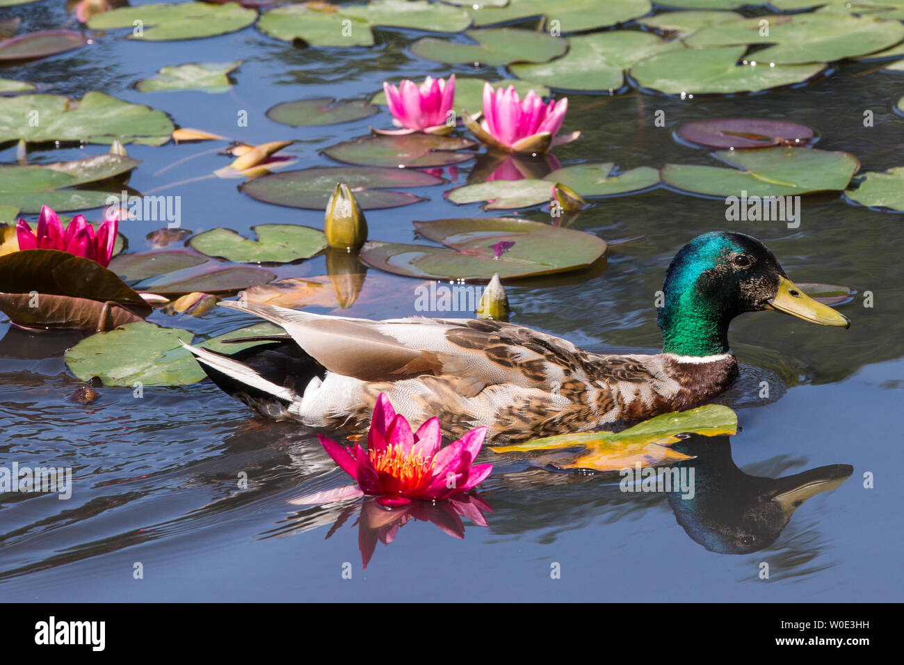Englefield Green, UK. 27 June, 2019. A male mallard duck navigates ...