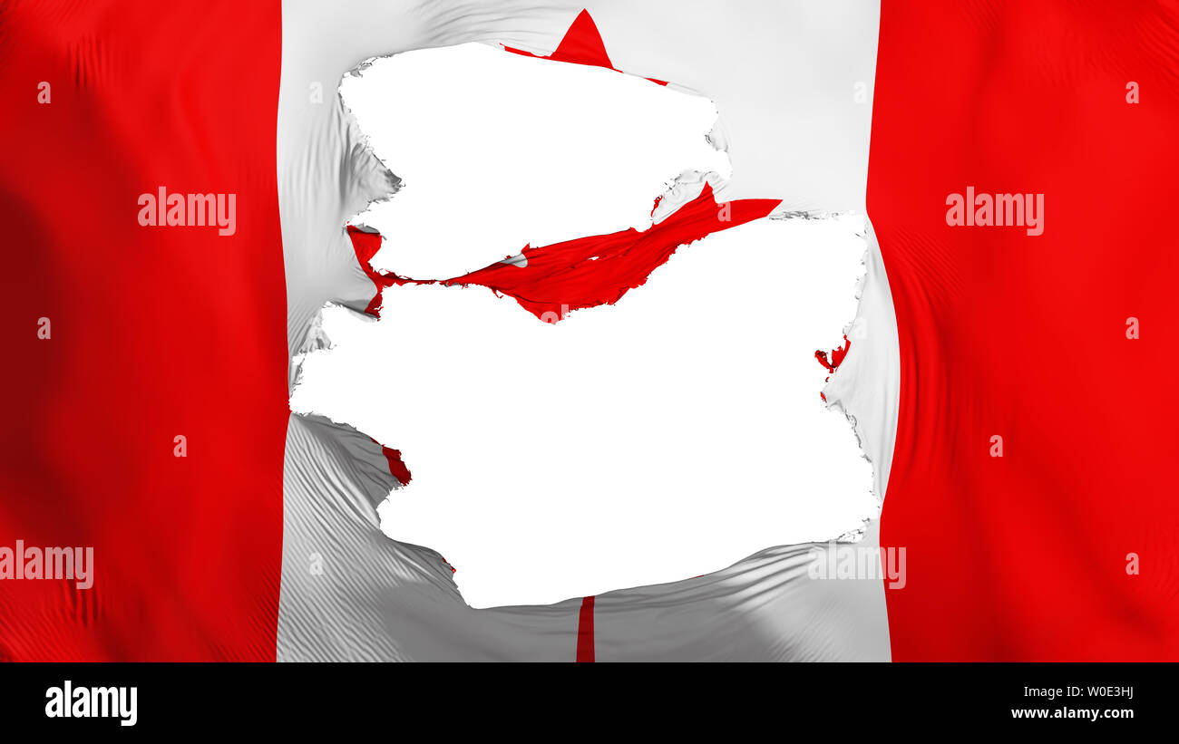Tattered Canada flag, white background, 3d rendering Stock Photo - Alamy