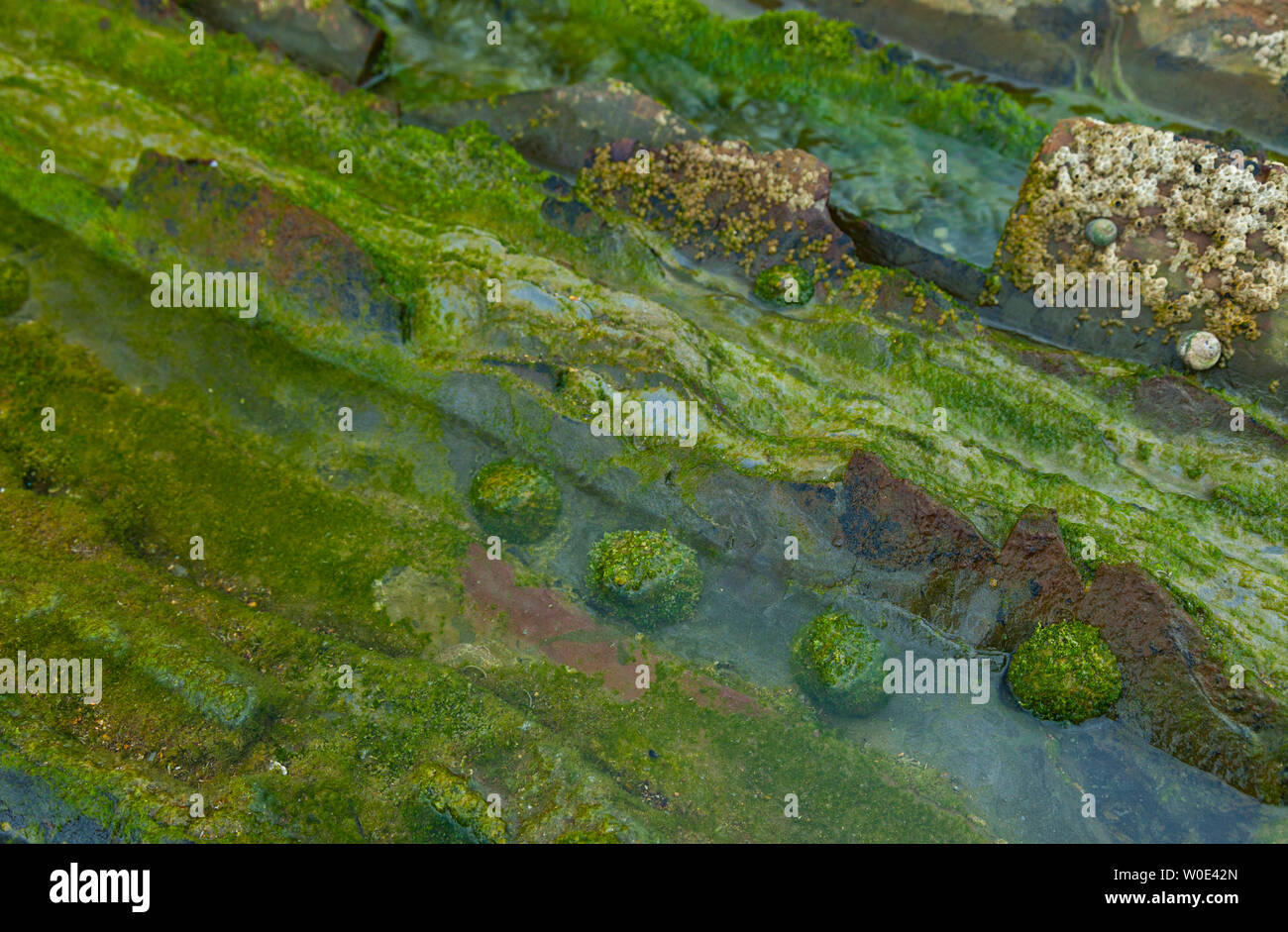 Flysch, Sakoneta beach, Deva, Gipuzkoa, The Basque Country, The Bay of ...