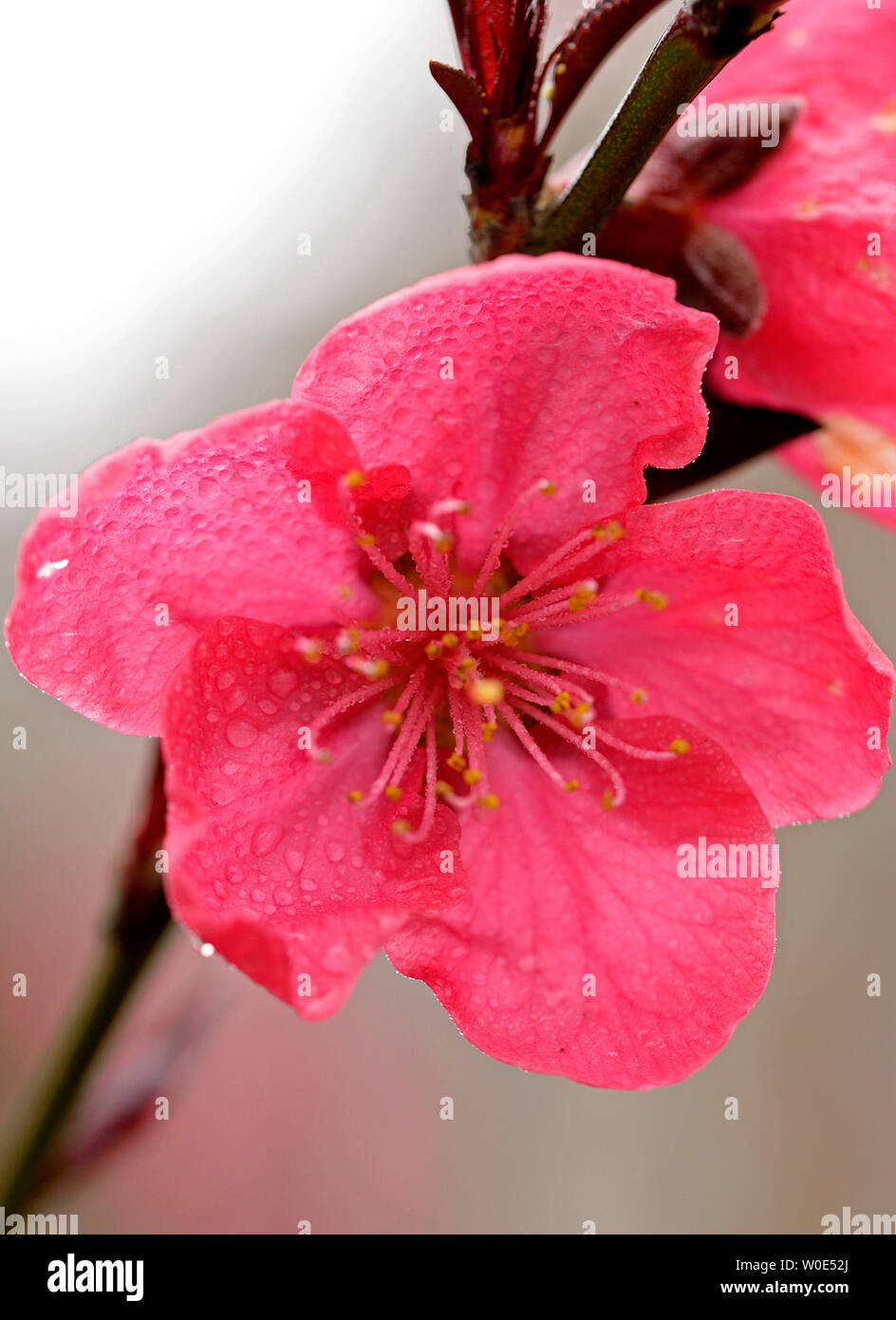 Peaches and gardens hi-res stock photography and images - Alamy