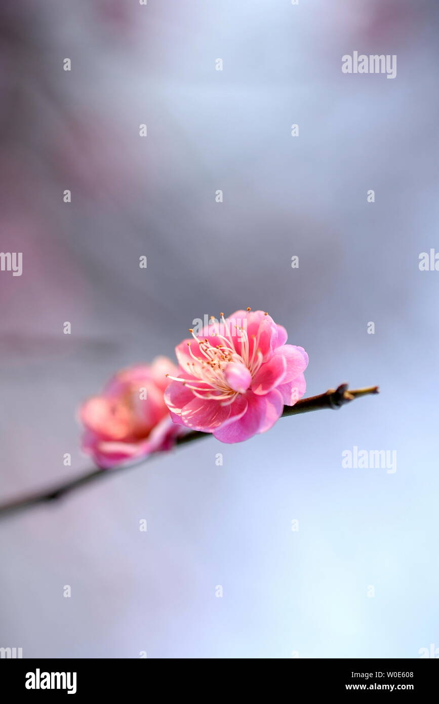 Pink spring plum blossom Stock Photo - Alamy