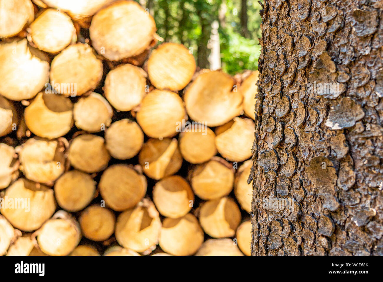 Regrowing tree hi-res stock photography and images - Alamy