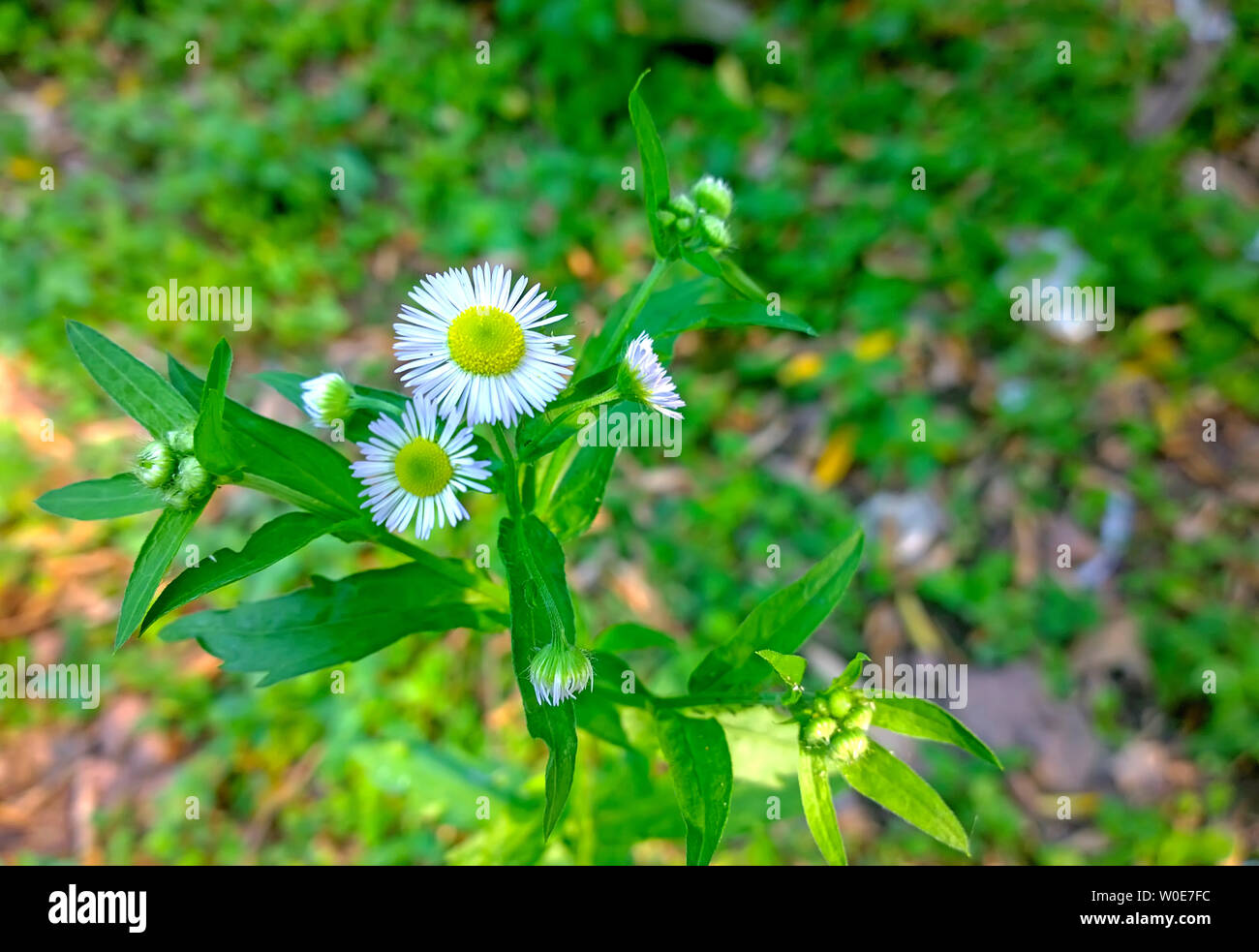 Gova hi-res stock photography and images - Alamy