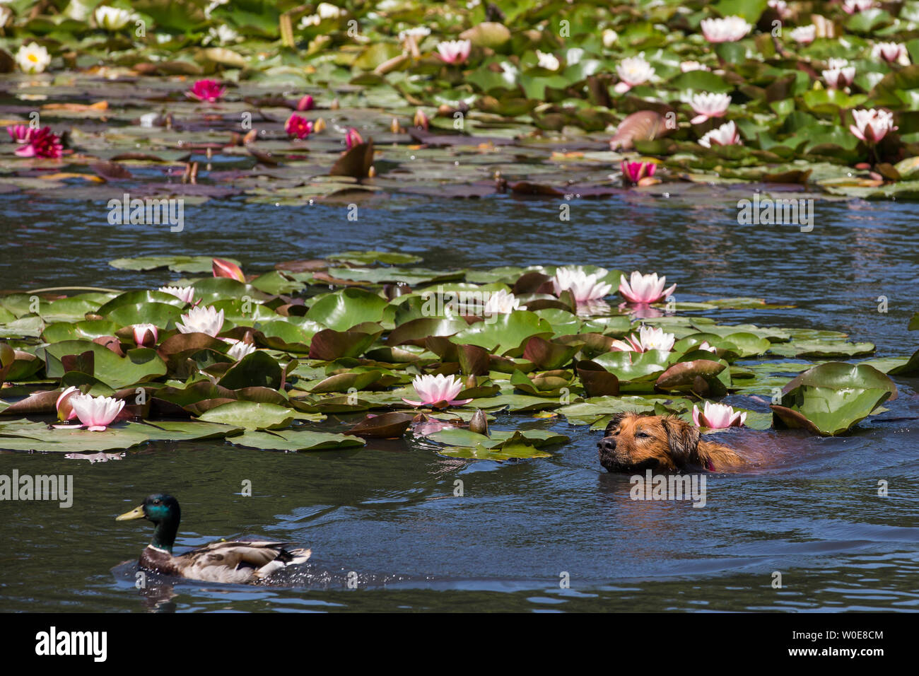 Englefield Green, UK. 27 June, 2019. A dog chases a male mallard duck ...