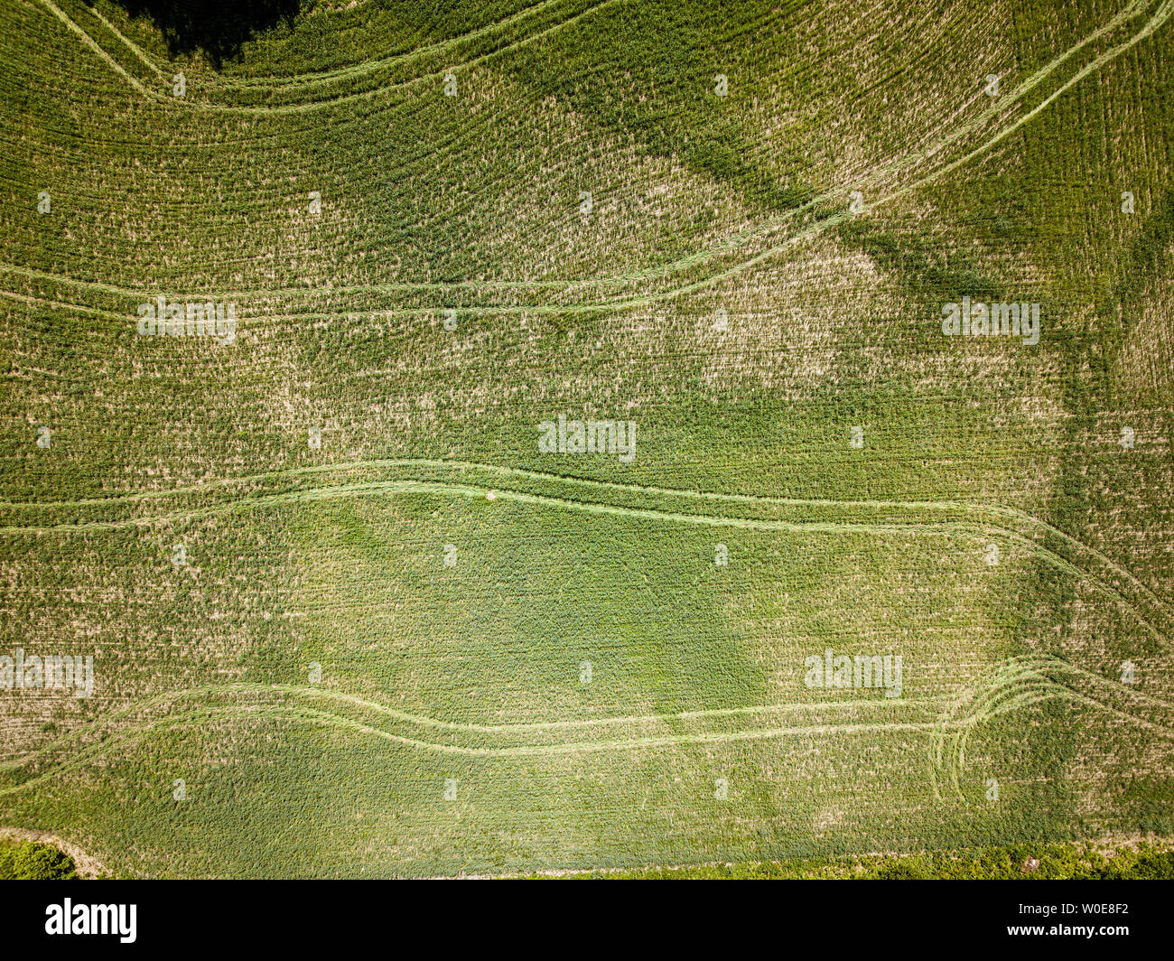 cultivated agriculture fields from above birds eye in summer. drone ...
