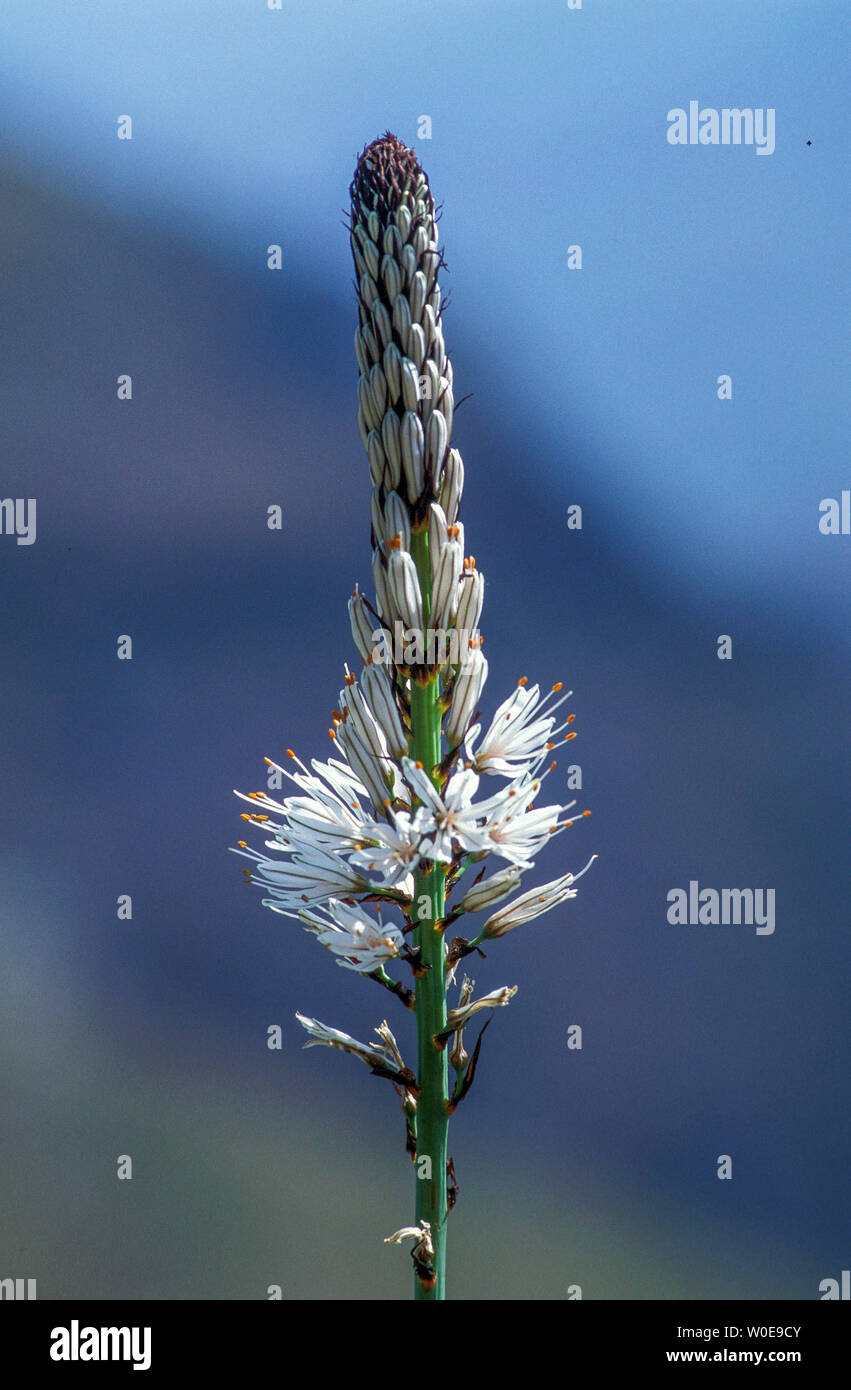 About asphodelus albus hi-res stock photography and images - Alamy