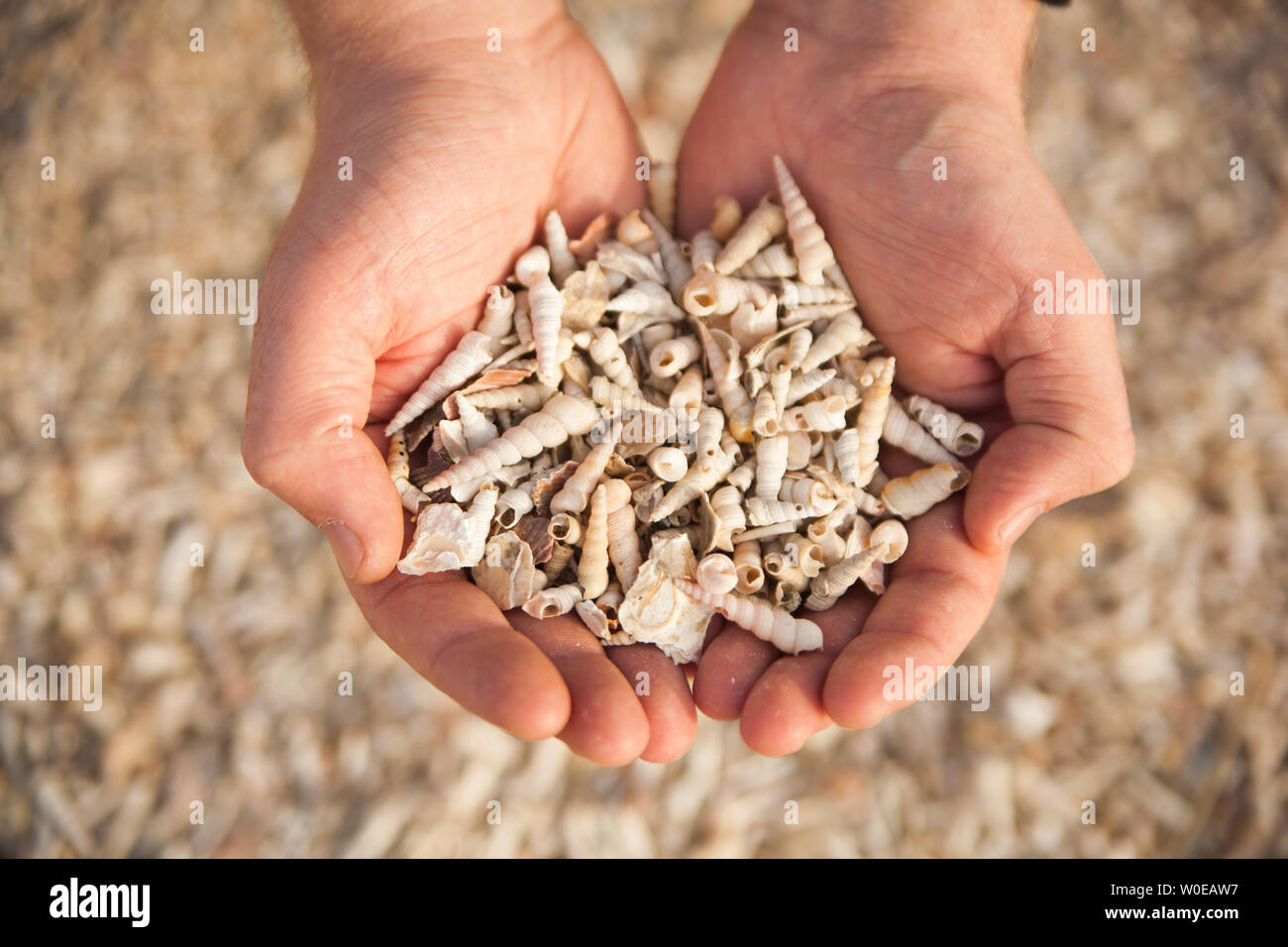 Hands holding shells beach hi-res stock photography and images - Alamy