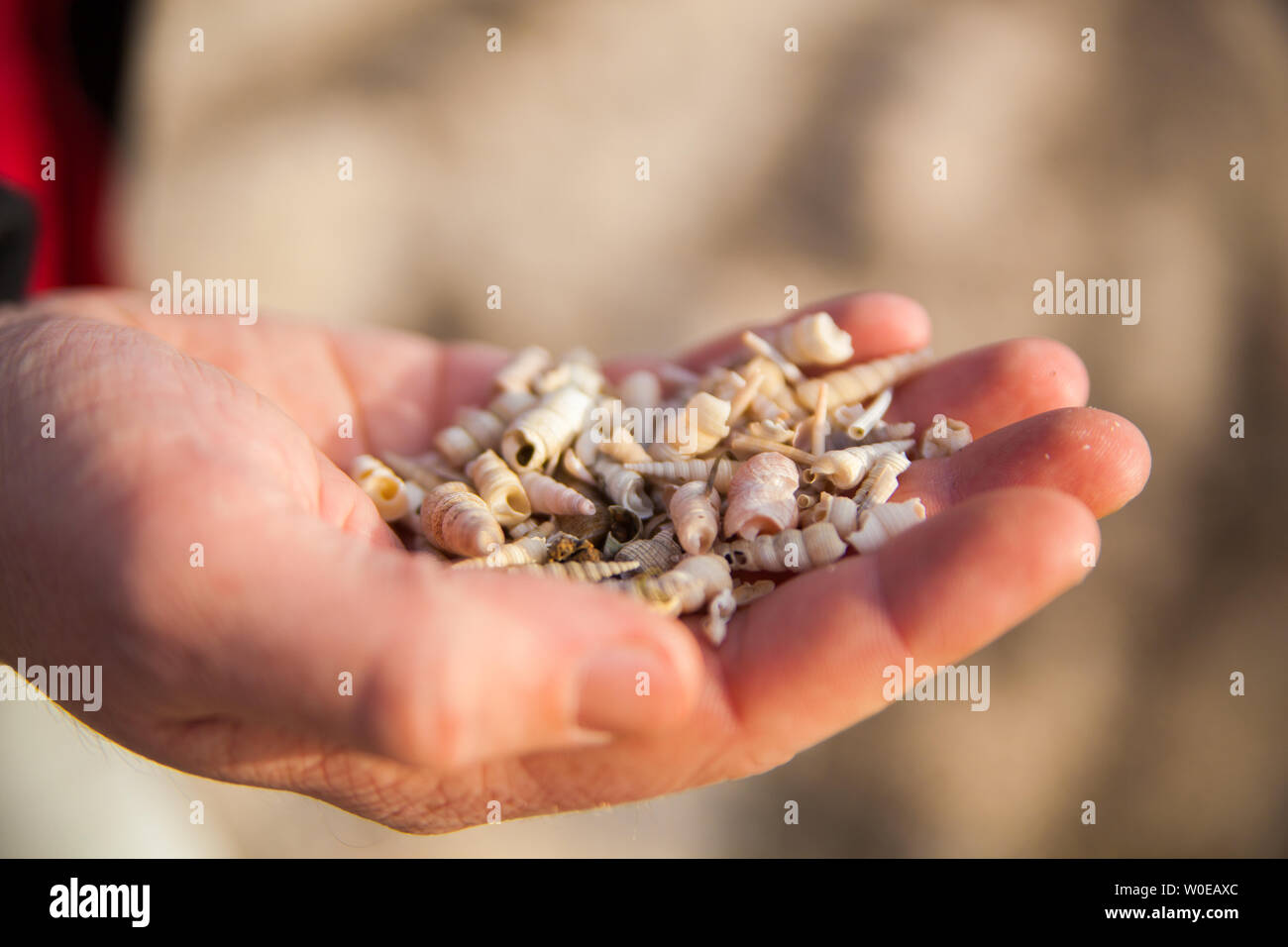 Hand holding seashells hi-res stock photography and images - Alamy