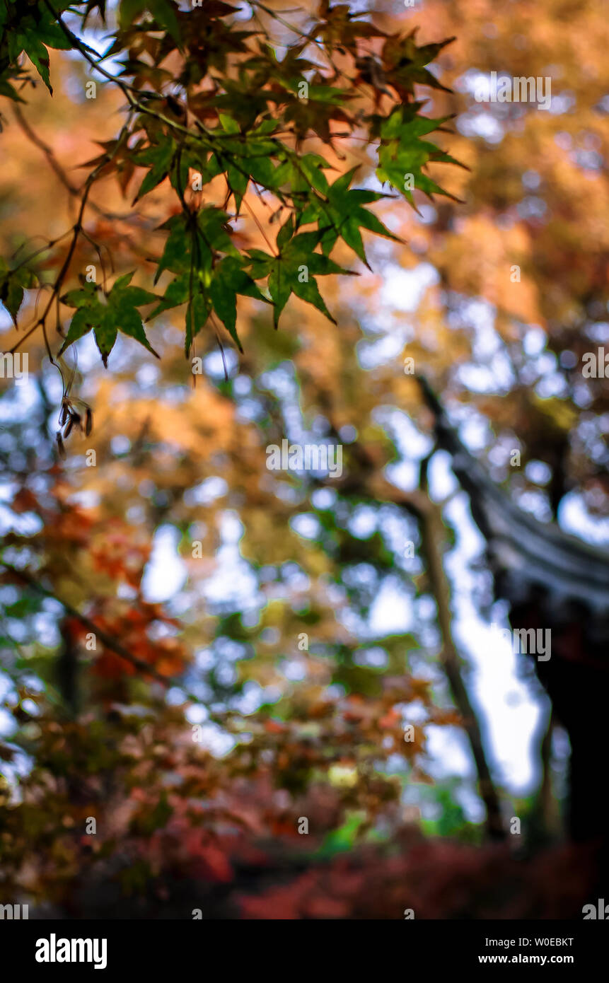 Autumn color of Hanshan Temple in Suzhou Stock Photo - Alamy